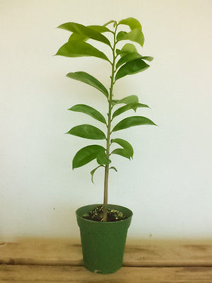 Le corossolier, contre le cancer? - Graviola corossol