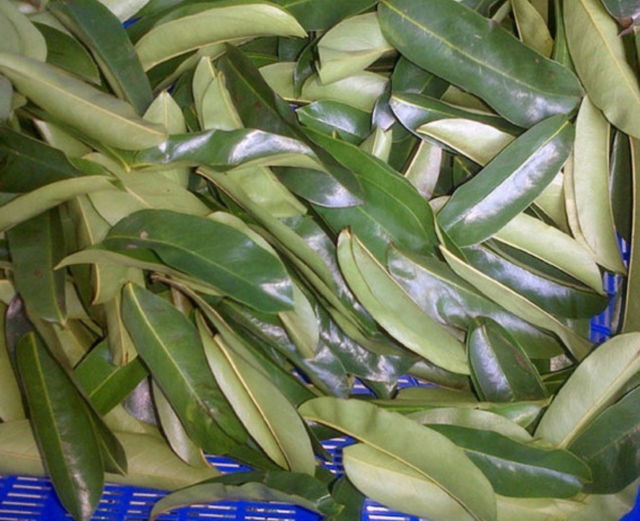 Les Vertus du Corossol - Bienfaits du Corossolier (Annona muricata ...